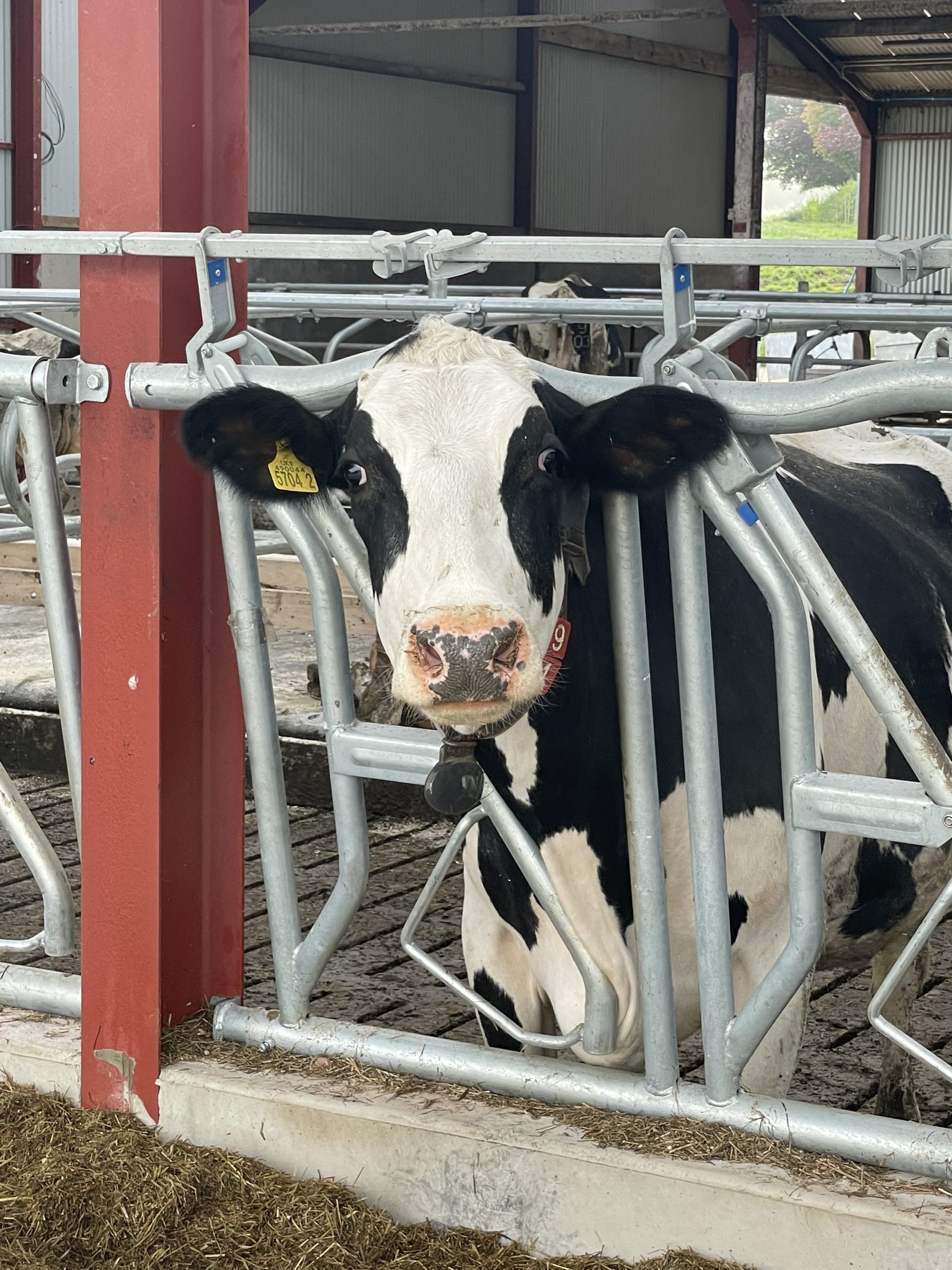 Comfort Self-Locking Yokes - Wilson Agri